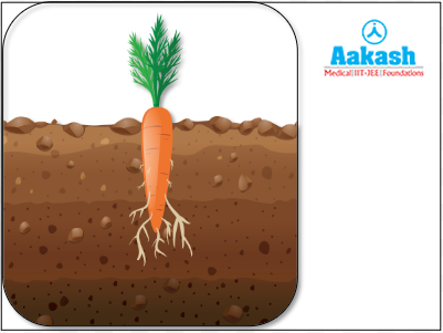 Root: Definition, Explanation, Characteristic features & Types | AESL